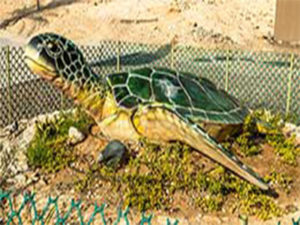 Best Value Tour Package For Seeing Oman Turtle - Nomad Tours